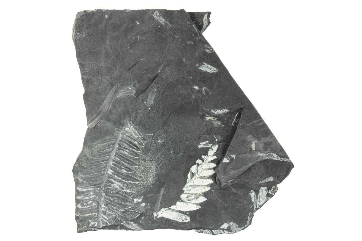 8.5" Fossil Seed Fern (Alethopteris) Plate - Pennsylvania (#229317) For ...