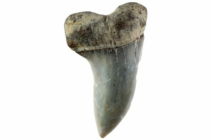 1.64" Fossil Shark Tooth (Carcharodon planus) - Bakersfield, CA ...