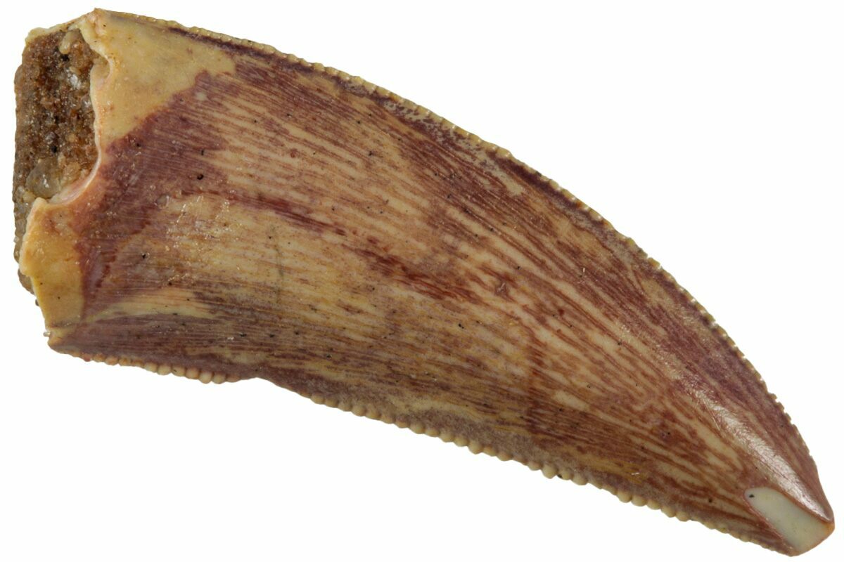 Serrated, .8" Raptor Tooth - Real Dinosaur Tooth (#228768) For Sale ...