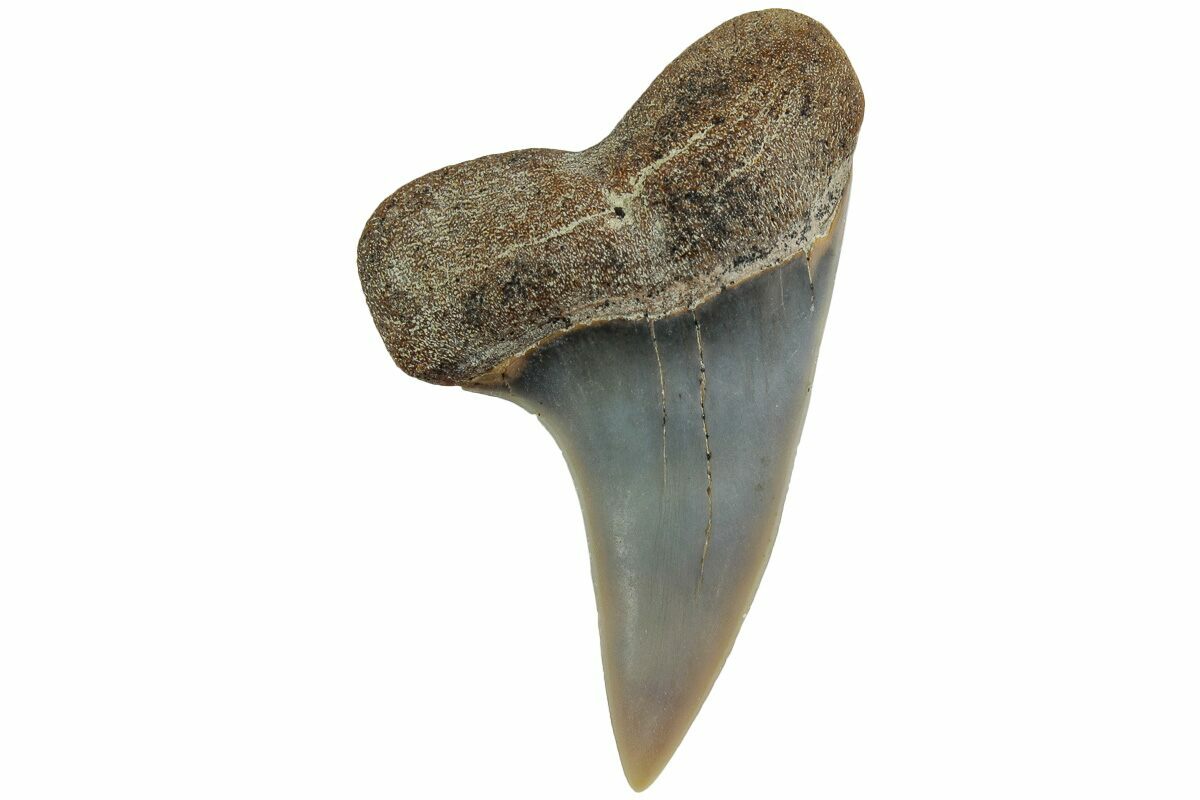 1.57" Fossil Shark Tooth (Carcharodon planus) - Bakersfield, CA ...