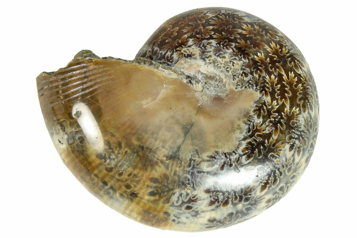 3" Polished Agatized Ammonite (Phylloceras?) Fossil - Madagascar ...
