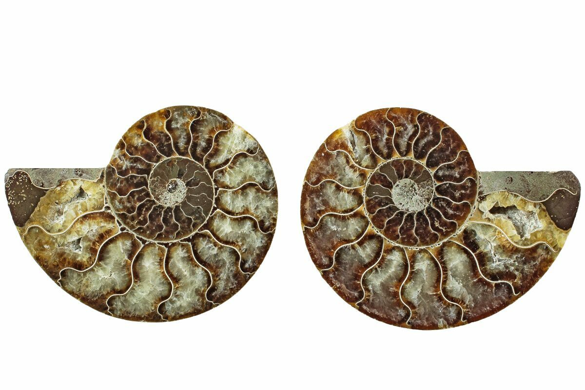 3.35" Cut & Polished, Agatized Ammonite Fossil - Madagascar (#229849 ...