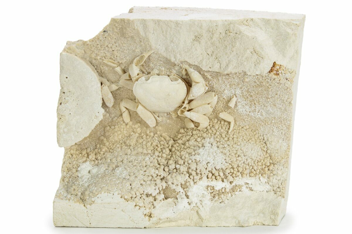 2.1" Fossil Crab (Potamon) Preserved in Travertine - Turkey (#230637 ...