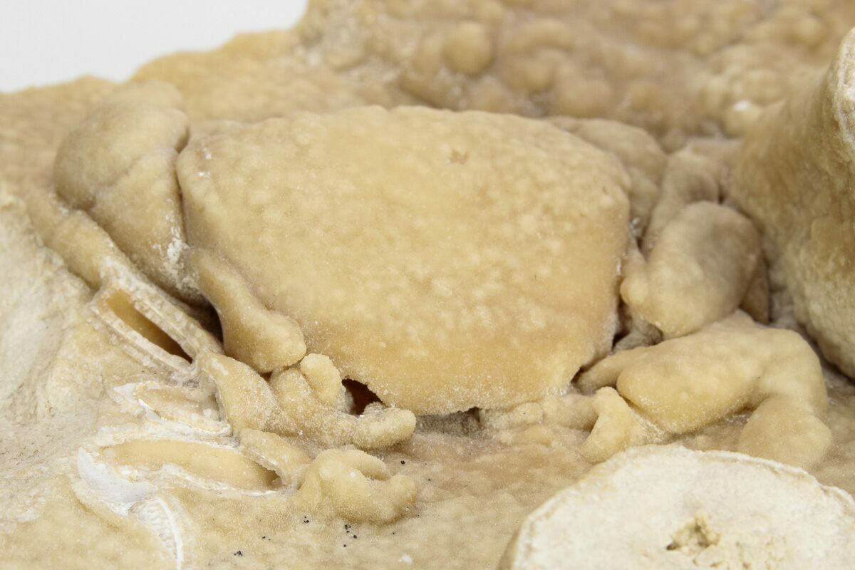 2.15" Fossil Crab (Potamon) Preserved in Travertine - Turkey (#230639 ...