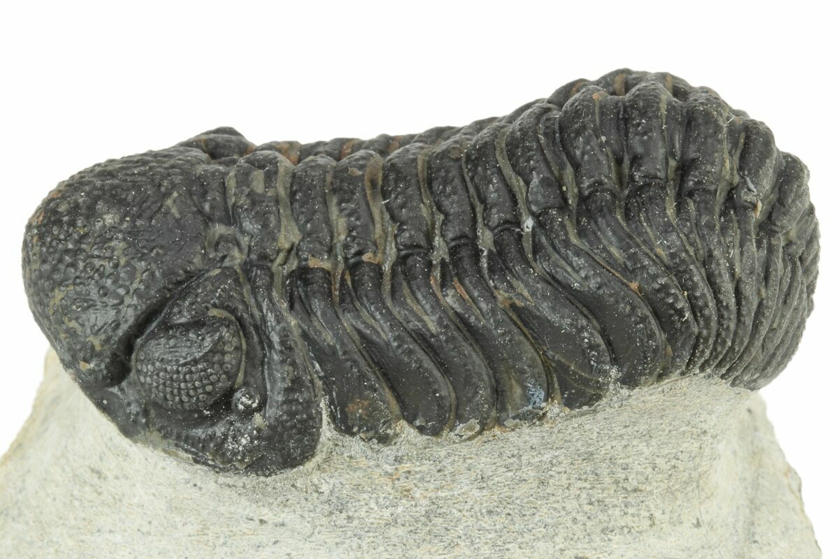 2" Detailed Morocops Trilobite - Ofaten, Morocco (#229751) For Sale ...
