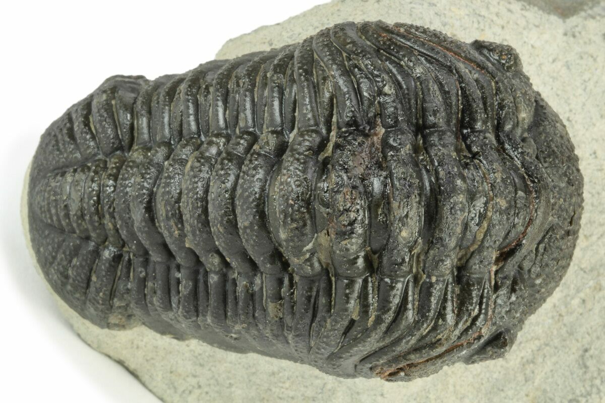 2.4" Detailed Morocops Trilobite - Morocco (#229755) For Sale ...