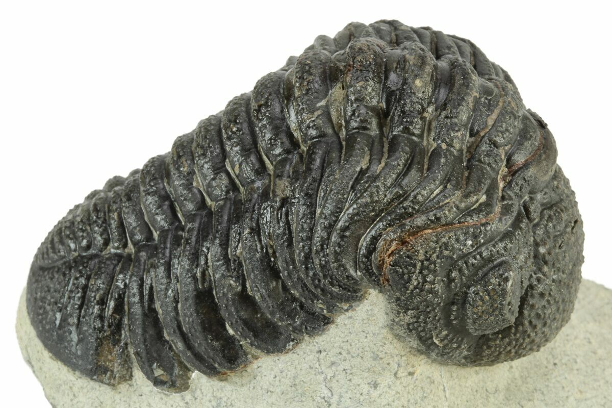 2.4" Detailed Morocops Trilobite - Morocco (#229755) For Sale ...