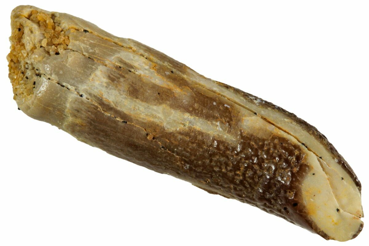 .8" Fossil Sauropod Dinosaur (Titanosaur?) Tooth - Morocco (#230678 ...