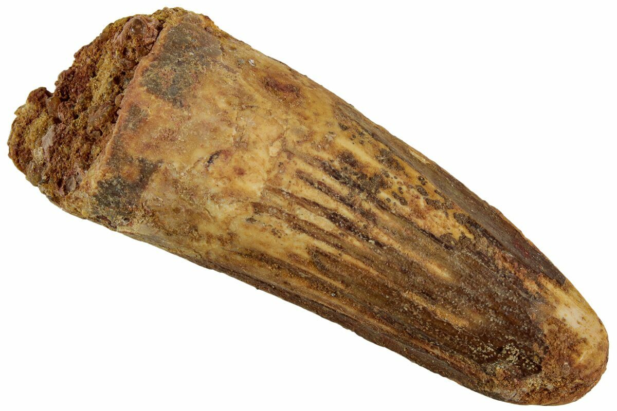 2.1" Fossil Spinosaurus Tooth - Real Dinosaur Tooth (#230722) For Sale ...