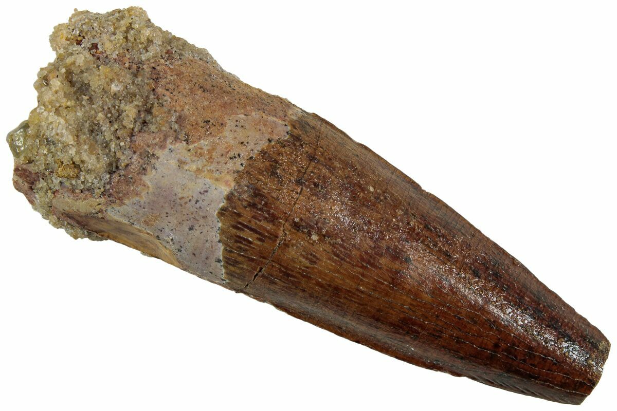 2.1" Fossil Spinosaurus Tooth - Real Dinosaur Tooth (#230725) For Sale ...