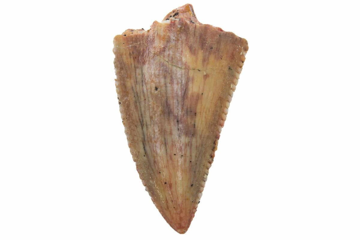 Serrated, .59" Raptor Tooth - Real Dinosaur Tooth (#230827) For Sale ...