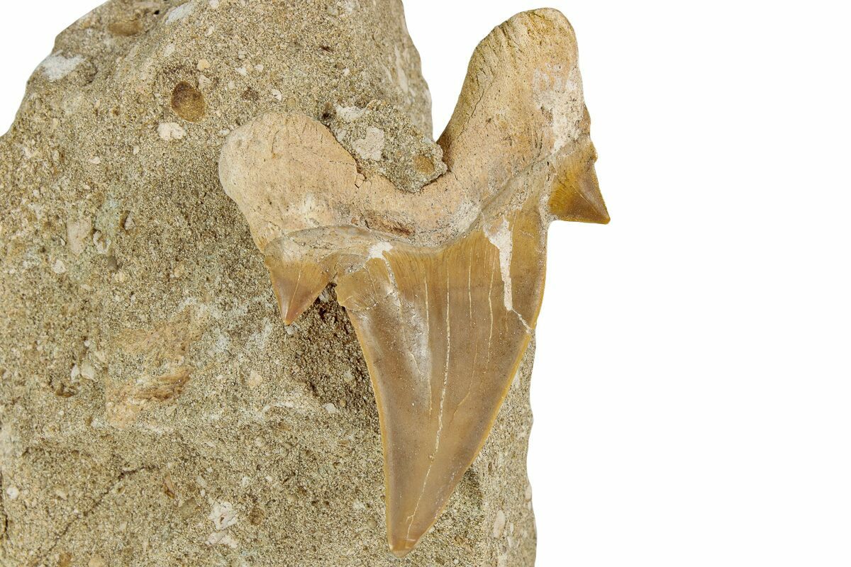2.5" Otodus Shark Tooth Fossil in Rock - Eocene (#230924) For Sale ...
