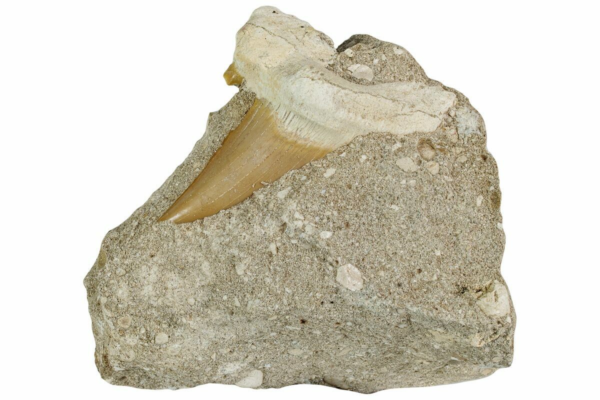 2.8" Otodus Shark Tooth Fossil in Rock - Eocene (#230925) For Sale ...