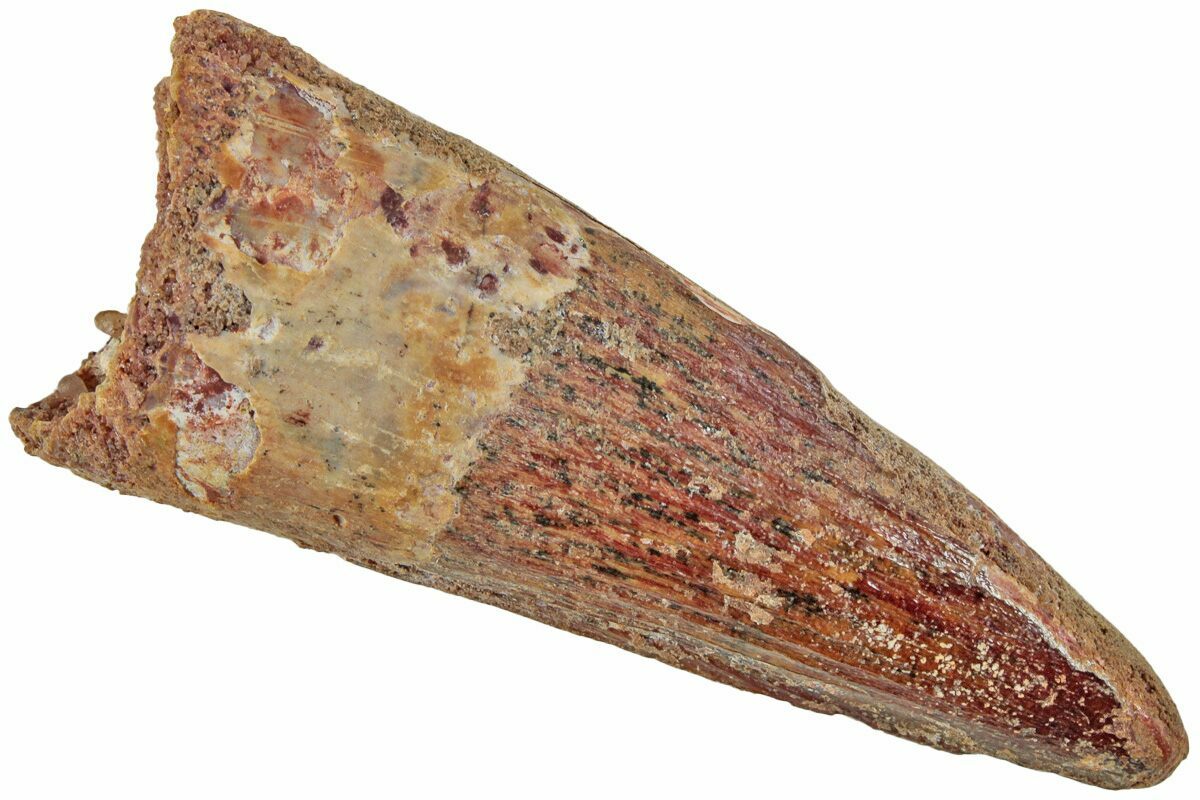 2.1" Fossil Spinosaurus Tooth - Real Dinosaur Tooth (#230761) For Sale ...