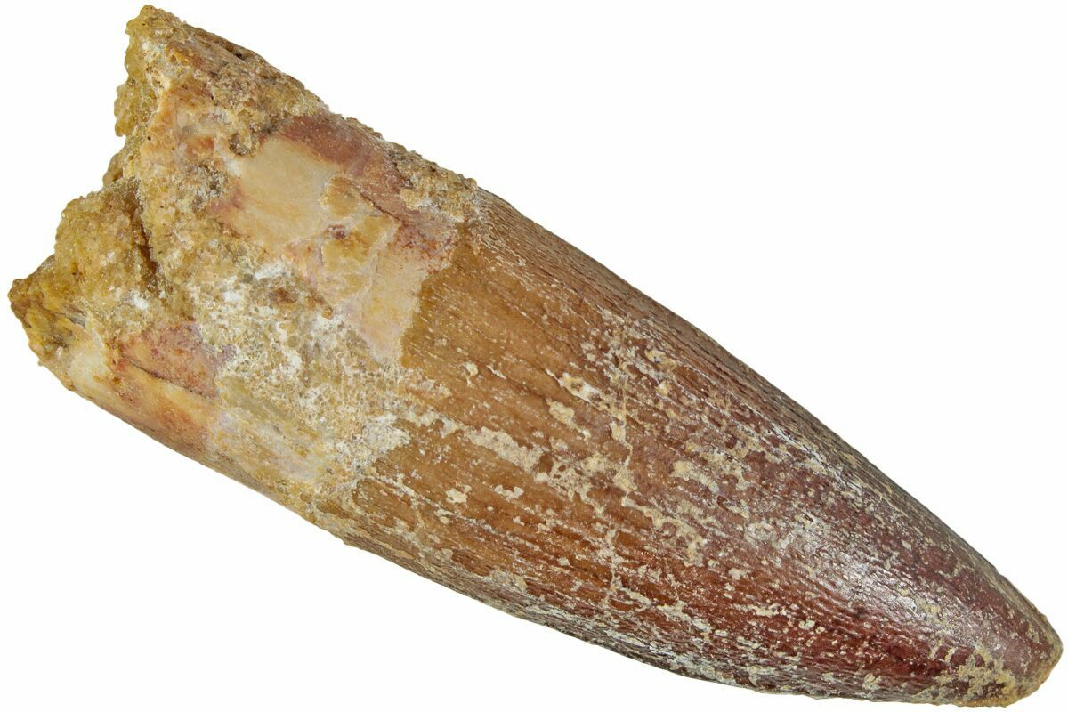 1.7" Fossil Spinosaurus Tooth - Real Dinosaur Tooth (#230771) For Sale ...