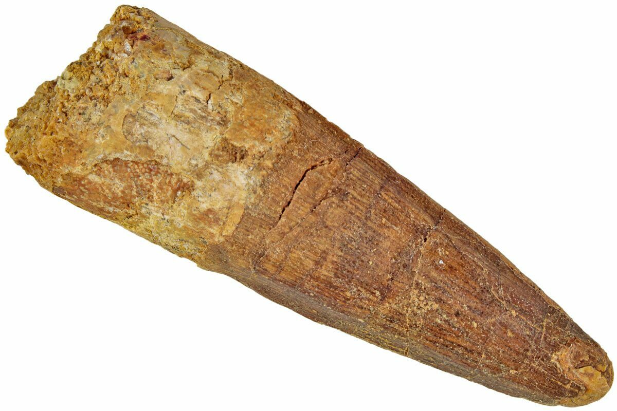 Dinosaurs Rock Spinosaurus 3" TOOTH Teeth Dinosaur Fossil Before T Rex ...