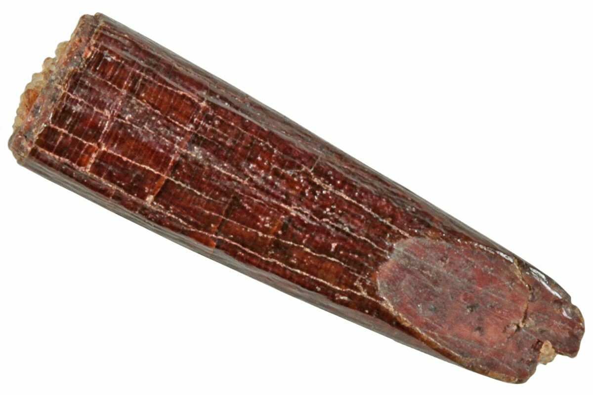 .6" Fossil Sauropod Dinosaur (Rebbachisaurus) Tooth - Morocco (#230641 ...