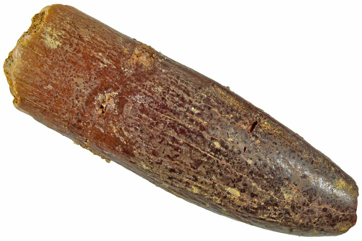 1.51" Fossil Sauropod Dinosaur (Titanosaur?) Tooth - Morocco (#230662 ...