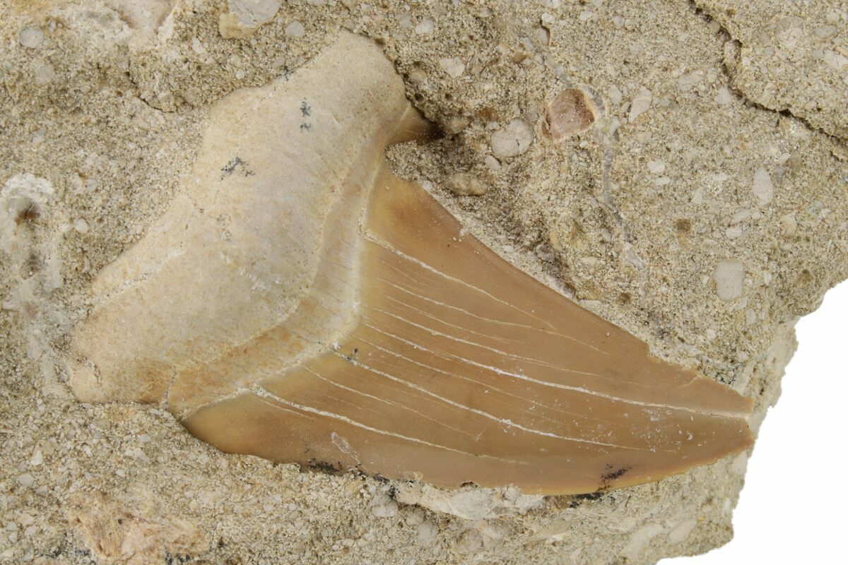1.9" Otodus Shark Tooth Fossil in Rock - Eocene (#230914) For Sale ...