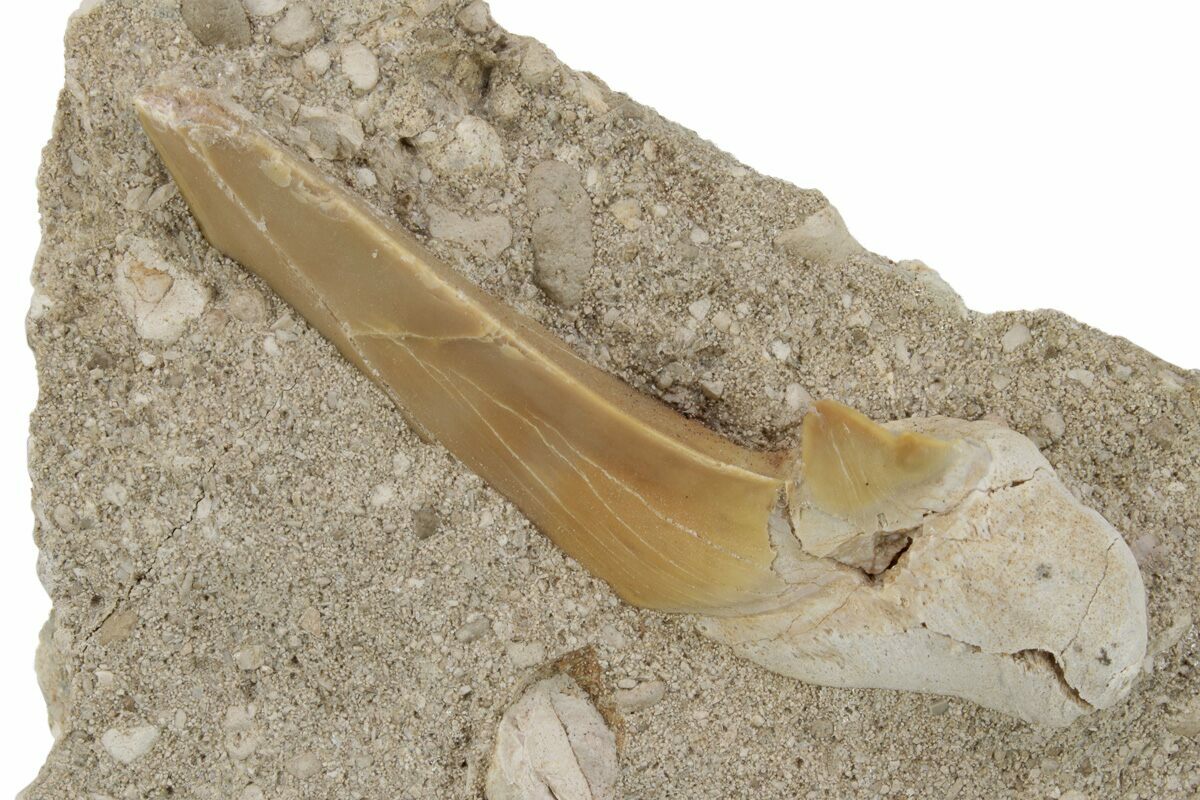 2.2" Otodus Shark Tooth Fossil in Rock - Eocene (#230917) For Sale ...