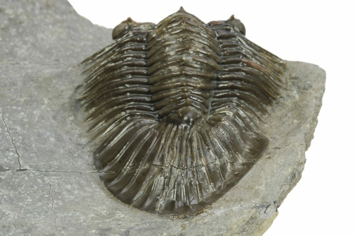 1.7" Scabriscutellum Trilobite With Axial Spines - Morocco (#230523 ...