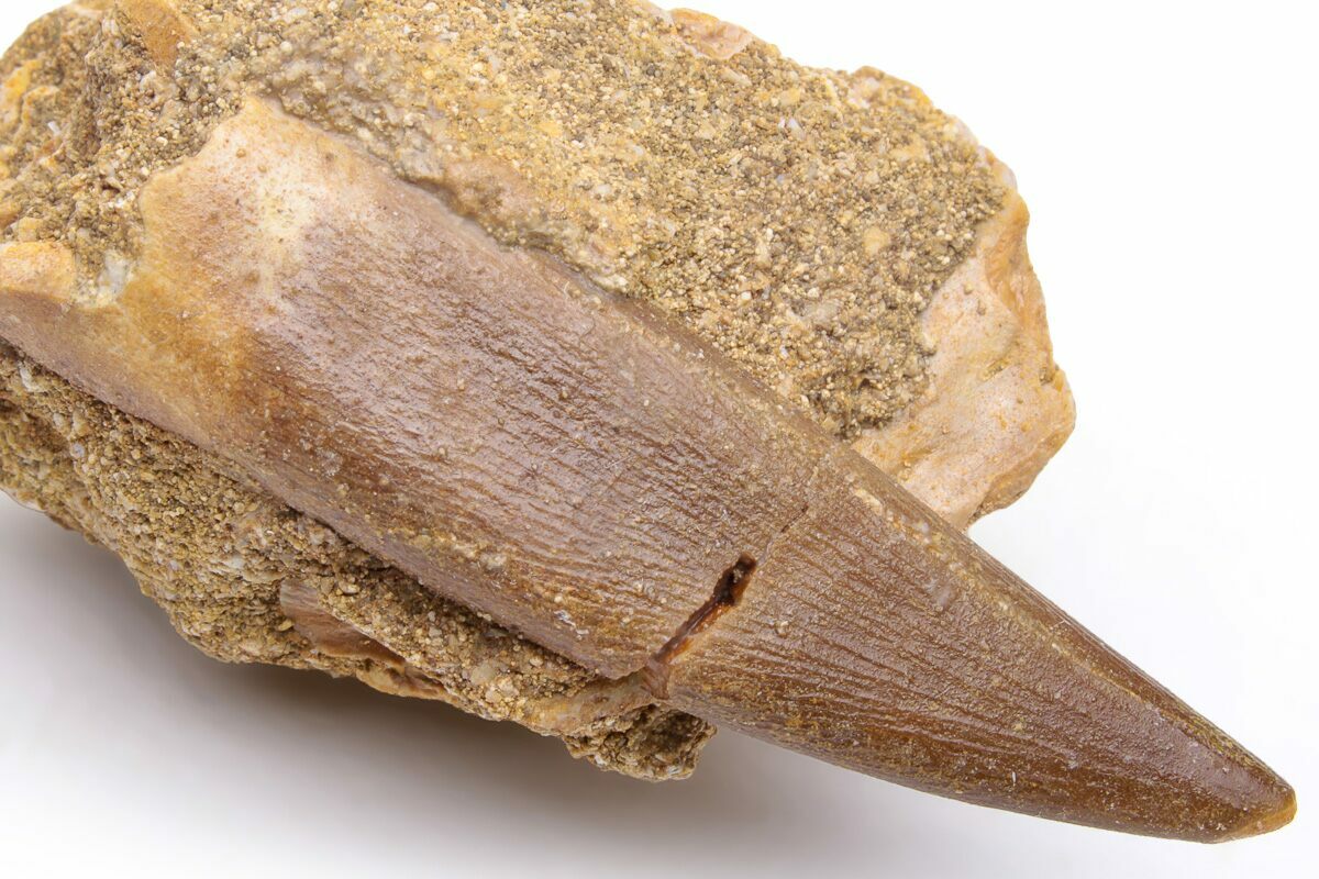 1.85" Fossil Plesiosaur (Zarafasaura) Tooth in Rock - Morocco (#231133 ...