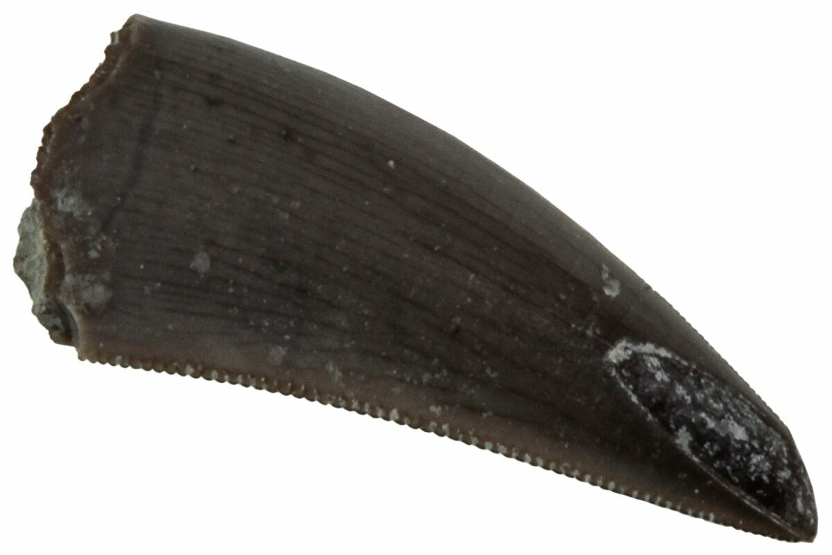 33 Serrated Triassic Reptile Postosuchus Tooth Arizona 231209 For Sale