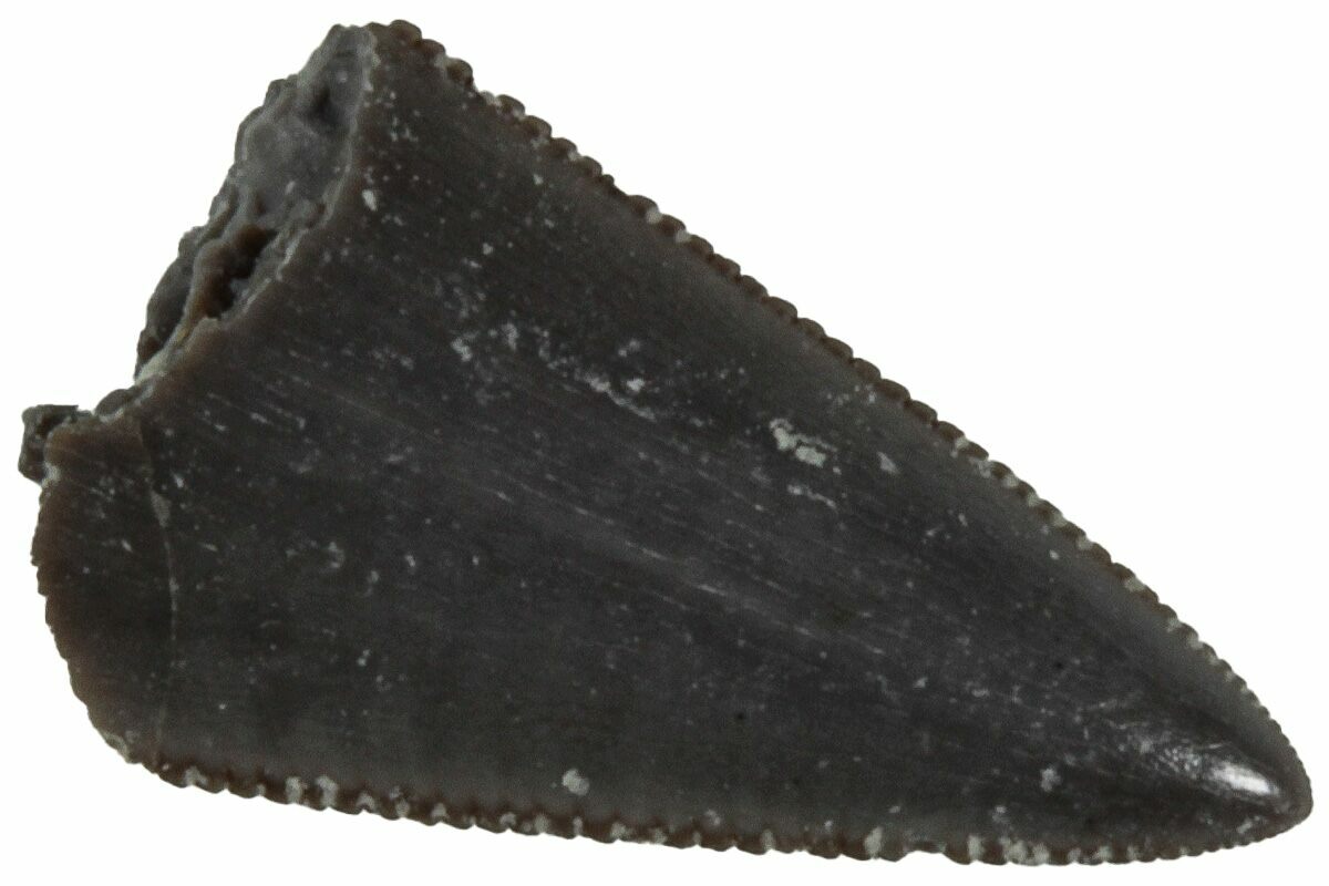 .31" Serrated, Triassic Reptile (Postosuchus?) Tooth - Arizona (#231214 ...