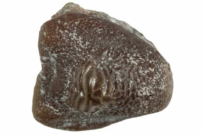 .3" Fossil Crusher Shark (Ptychodus) Tooth - Kansas (#218678) For Sale ...