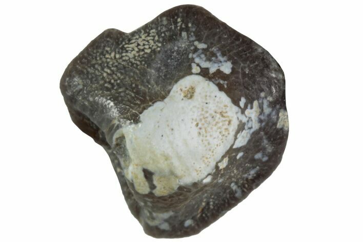 .28" Fossil Crusher Shark (Ptychodus) Tooth - Kansas (#218692) For Sale ...