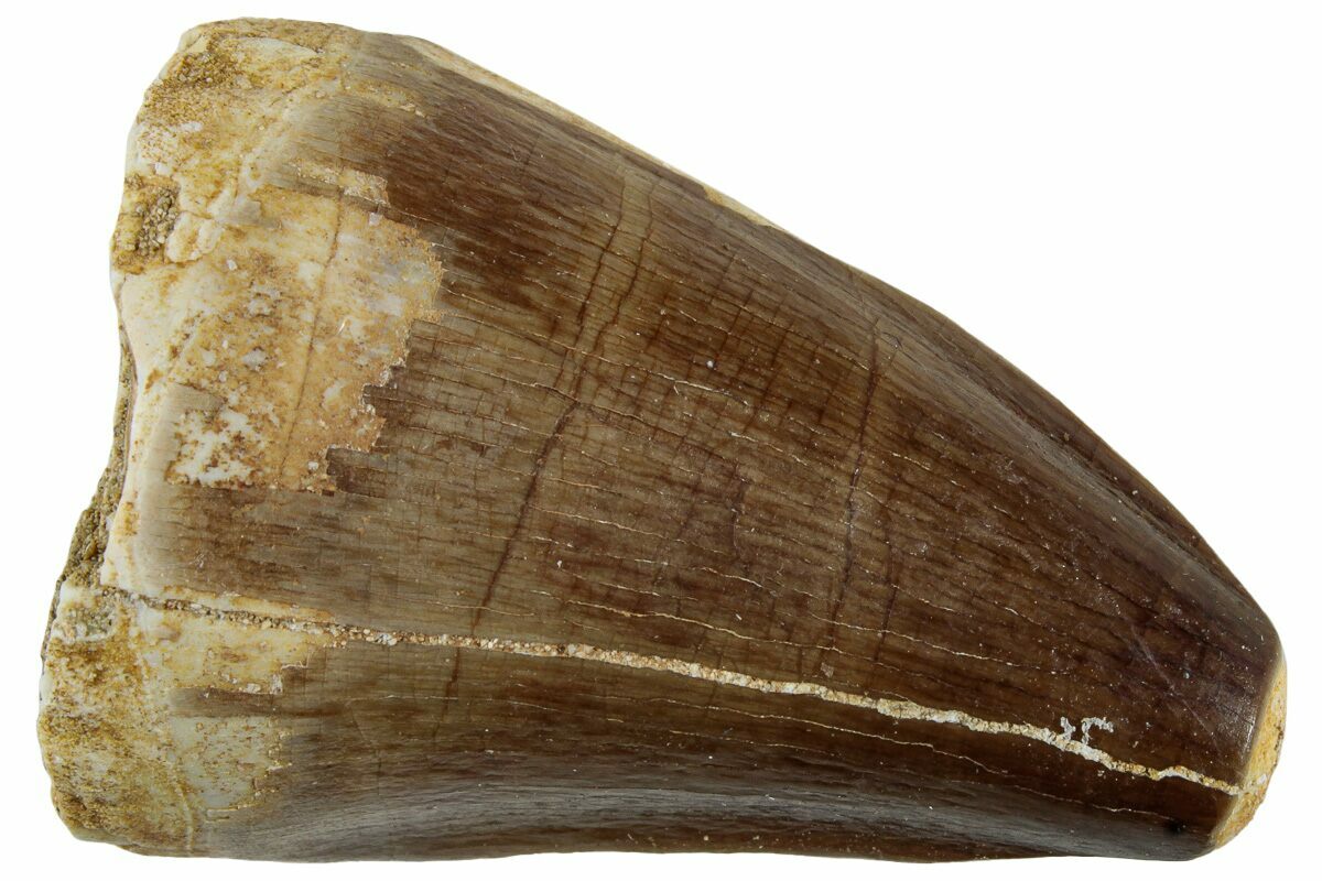 1.6" Fossil Mosasaur (Prognathodon) Tooth - Morocco (#226652) For Sale ...