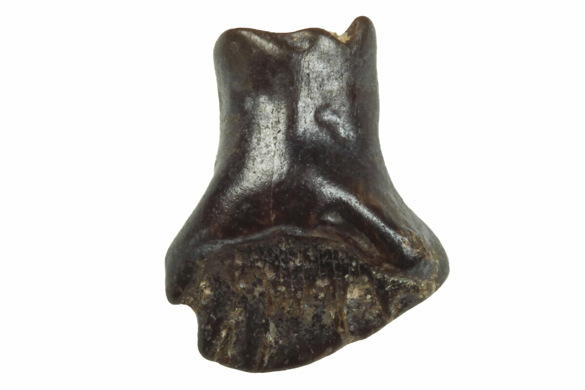 .37" Fossil Nodosaur Tooth - Judith River Formation (#231241) For Sale ...