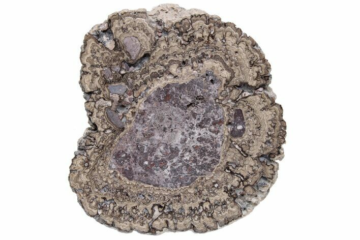 2.5" Polished, Cretaceous, Oncolite Stromatolite Fossil - Mexico ...