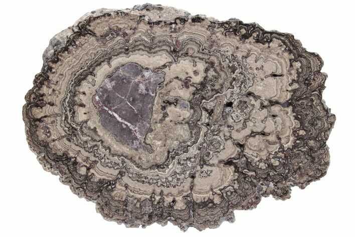 3.4" Polished, Cretaceous, Oncolite Stromatolite Fossil - Mexico ...