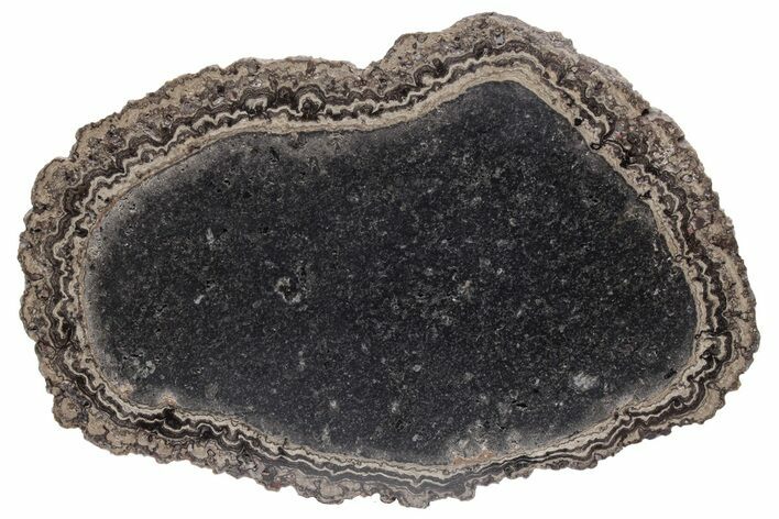 5.45" Polished, Cretaceous, Oncolite Stromatolite Fossil - Mexico ...