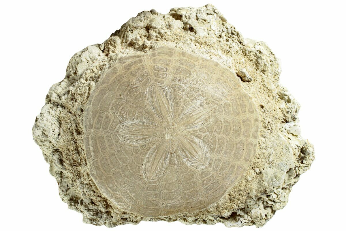 2.5" Fossil Sand Dollar (Scutella) - France (#229087) For Sale ...