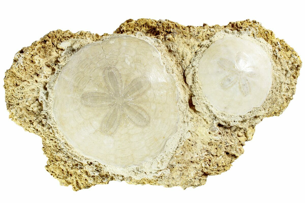Two Fossil Sand Dollars (Scutella) - France (#229088) For Sale ...