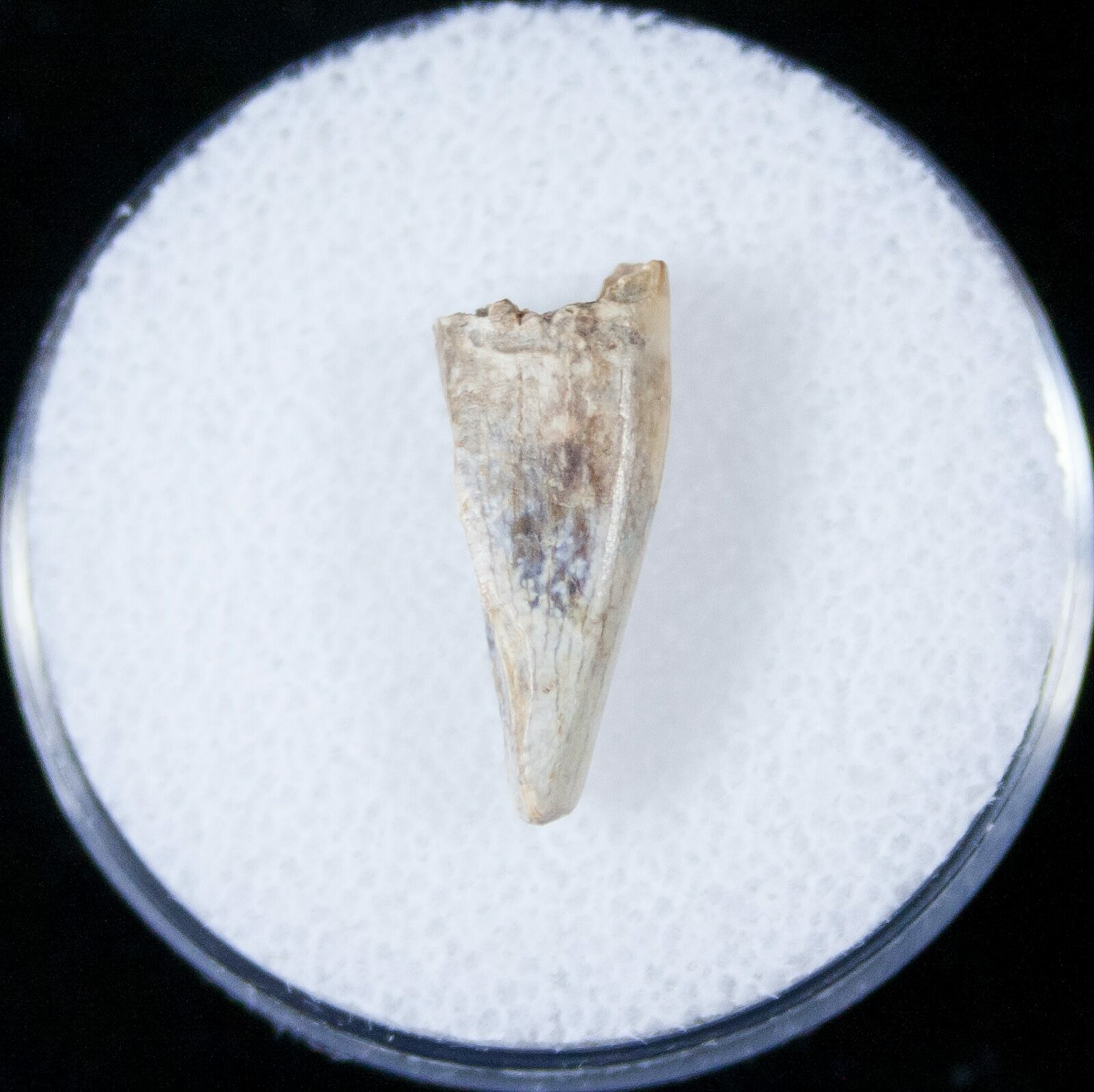 .70" Tyrannosaur Premax Tooth (Aublysodon) - Montana For Sale (#14004 ...