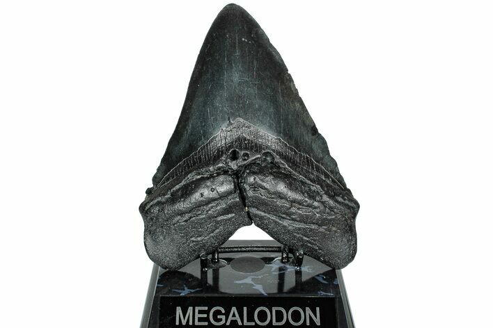 6.11" Fossil Megalodon Tooth - Massive SC Meg (#231752) For Sale ...