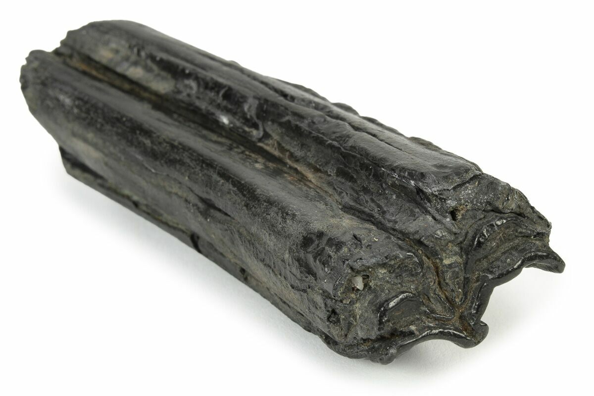 3" Pleistocene Aged Fossil Horse Tooth - South Carolina (#231738) For ...