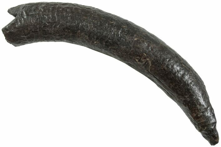 4" Fossil Pygmy Sperm Whale (Kogiopsis) Tooth - South Carolina (#231851 ...