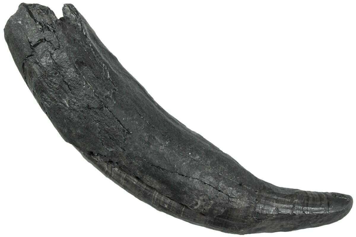 4" Fossil Pygmy Sperm Whale (Kogiopsis) Tooth - South Carolina (#231852 ...