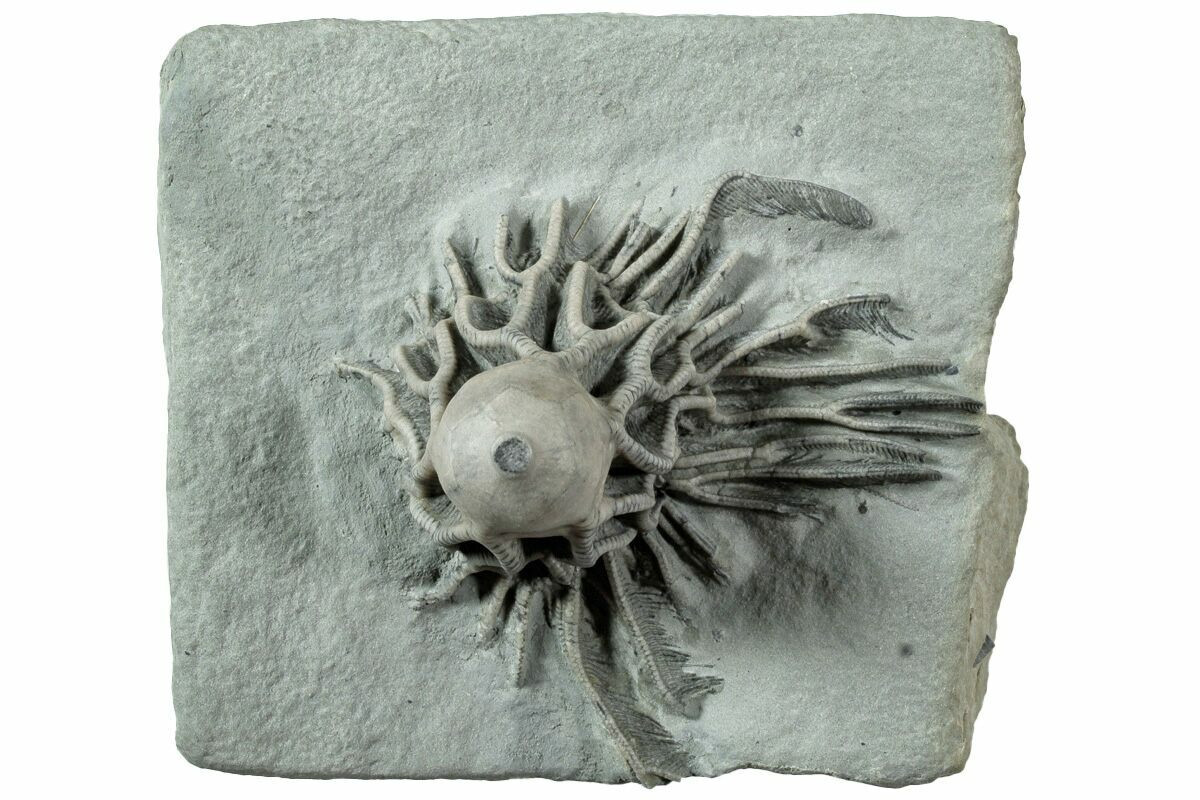 1.8" Fossil Crinoid (Arthroacantha) - Arkona, Canada (#231928) For Sale ...
