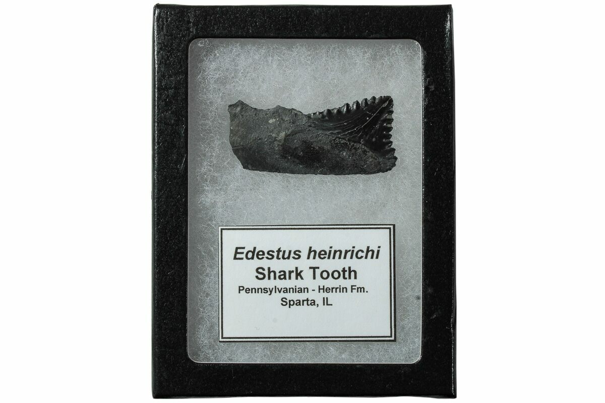 1.9" Bizarre Edestus Shark Tooth In Jaw Section - Carboniferous ...