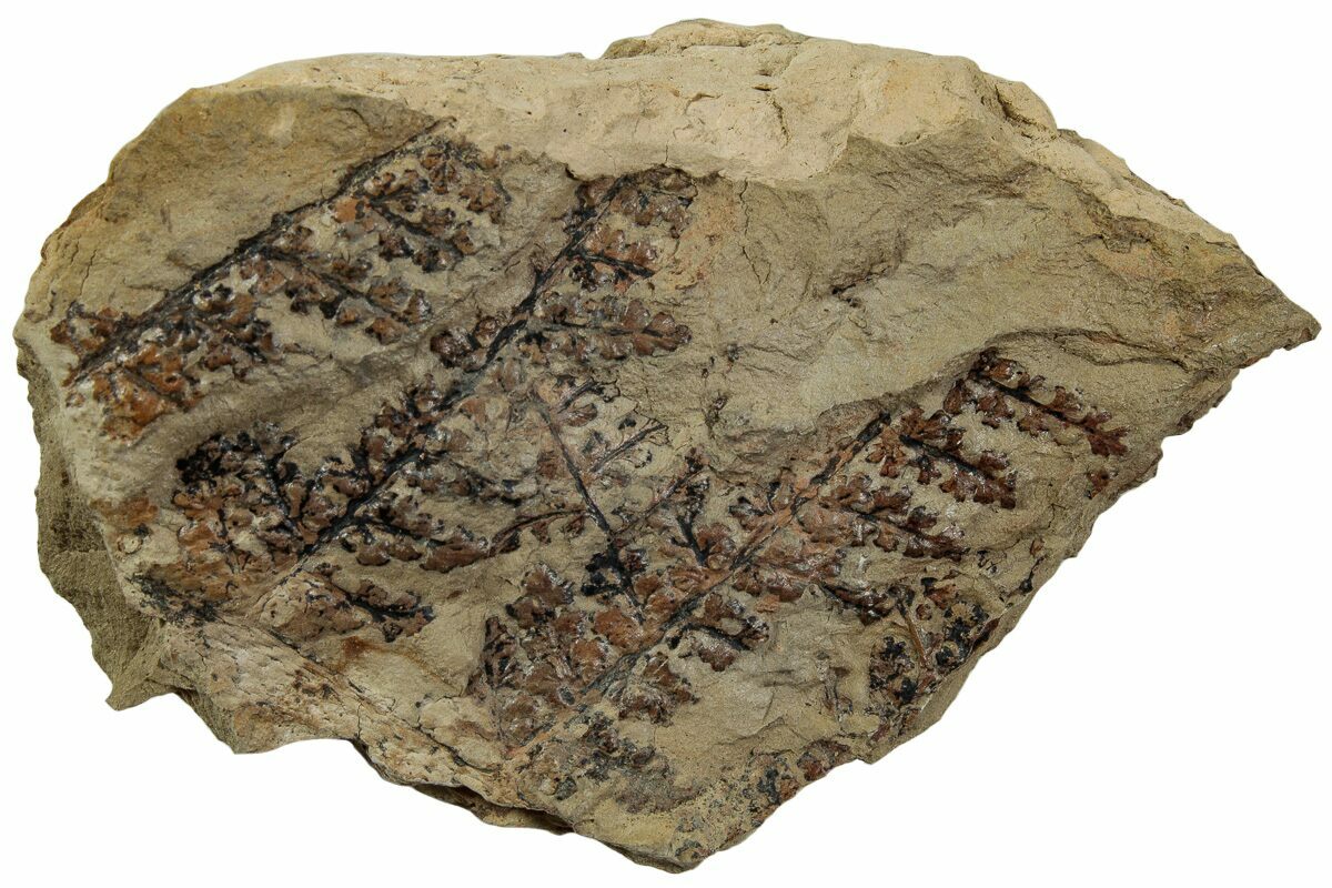 2.5" Pennsylvanian Fossil Fern (Eusphenopteris) Plate - West Virginia ...