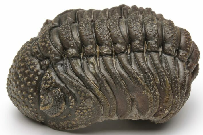 2.1" Morocops Spinifer Trilobite - Very Pustulous (#224345) For Sale ...