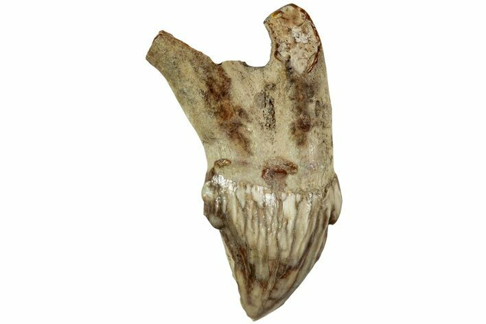 .82" Xenorophid Dolphin (Echovenator) Tooth - South Carolina (#232237 ...