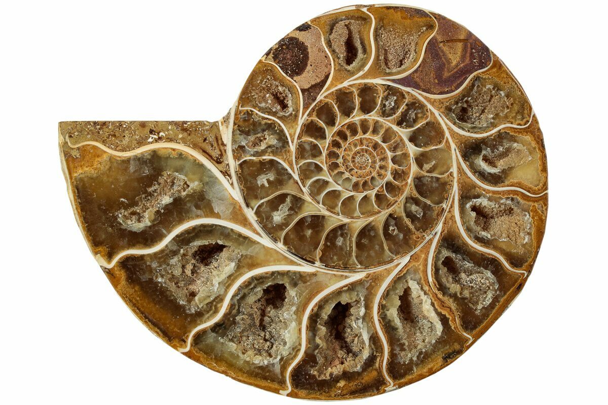3" Jurassic Cut & Polished Ammonite Fossil (Half) - Madagascar (#229308 ...