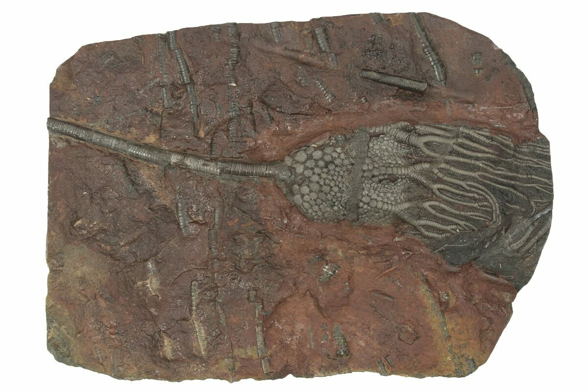 8.5" Silurian Fossil Crinoid (Scyphocrinites) Plate - Morocco (#230252 ...