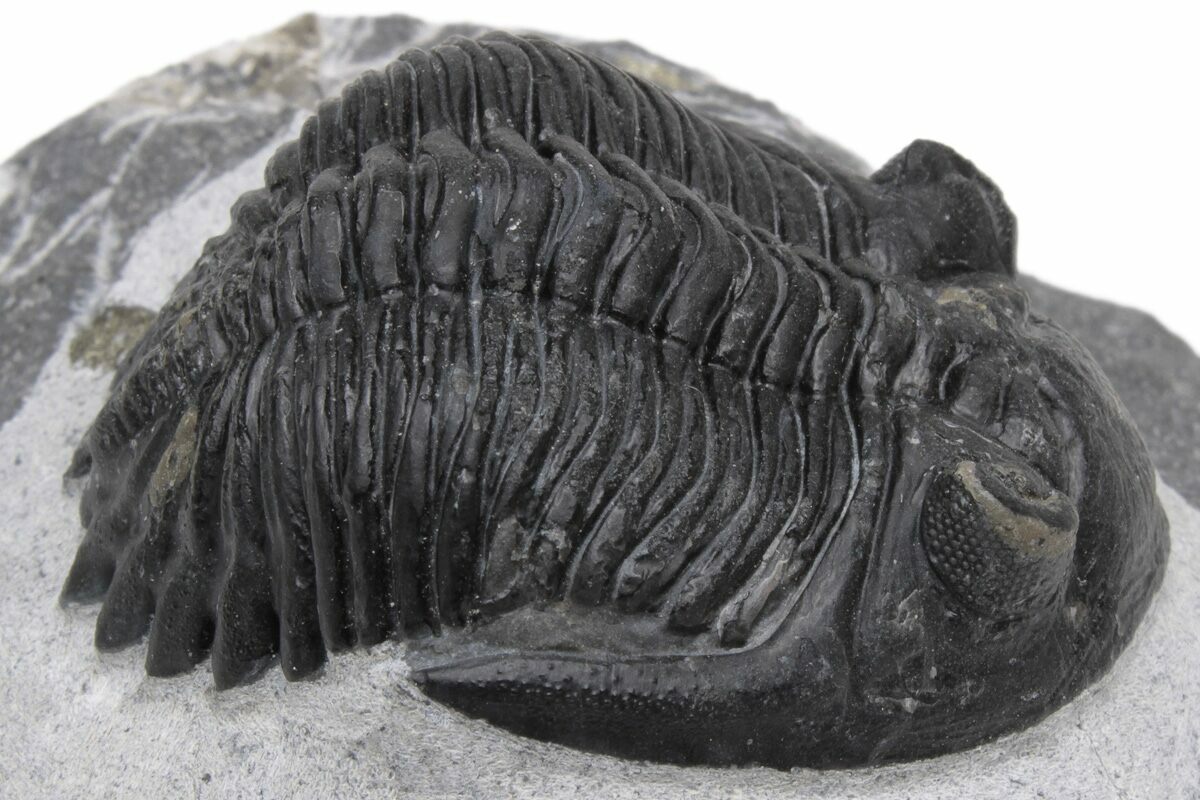 1.9" Detailed Hollardops Trilobite - Visible Eye Facets (#230441) For ...